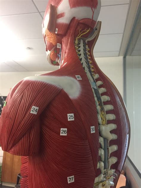 Torso Model B Anterior Posterior Trunk Muscles Diagram Quizlet