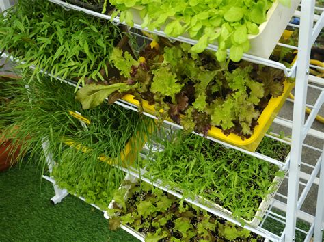 Balkongarten So bauen Sie erfolgreich Gemüse auf dem Balkon an