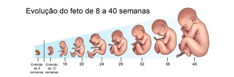 Universo Da Enfermagem S Ries Mam Es O Desenvolvimento Da Sua Gravidez