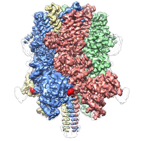 Cryo Em Reveals Crown Like Structure Of Protein Responsible For