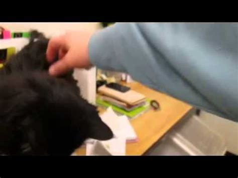 Meet Brutus Youtube
