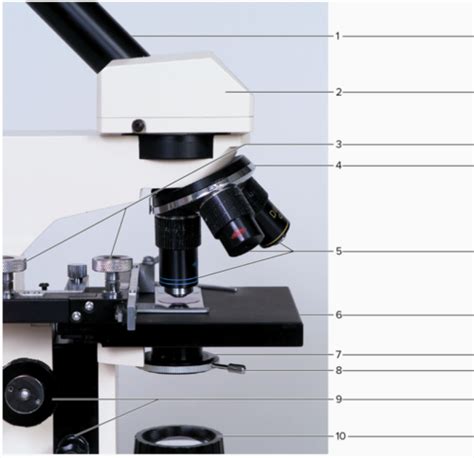 Chapter Microscope Flashcards Quizlet