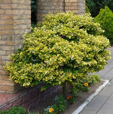 Small Evergreen Shrubs For Your Landscape