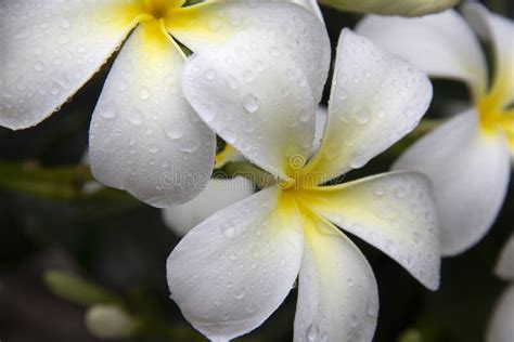 White Frangipani Tropical Flower Plumeria Flower Blooming On Tree Spa