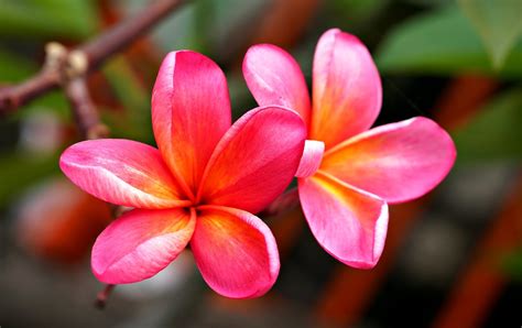 Flower Frangi Pani Flora Tropical Free Photo On Pixabay