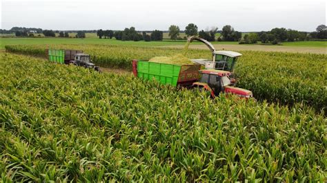 Kukurydza na Kiszonkę 2022 Gr Firlej4 Case vs Claas Jaguar UR