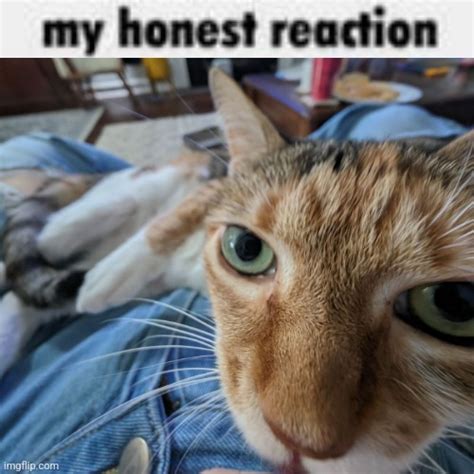 My Honest Reaction Imgflip
