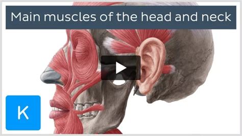 Neck Muscles Anatomy List Origins Insertions Action Kenhub