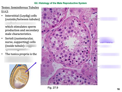 Testes Seminiferous Tubules Diagram Quizlet