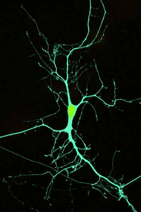 Cellular Molecular Neuroscience Mit Mcgovern Institute
