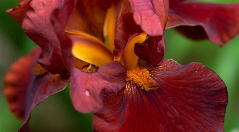 11 Different Types Of Red Irises To Grow This Season