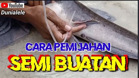Cara Pemijahan Semi Buatan Pada Ikan Lele Dunialele Youtube