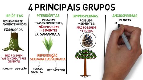 Resumo sobre o Reino Plantae botânica YouTube