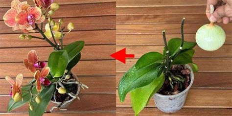 Comment cultiver des orchidées dintérieur guide étape par étape