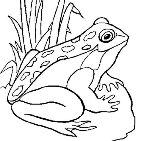 Coloriage Grenouille en Ligne Gratuit à imprimer