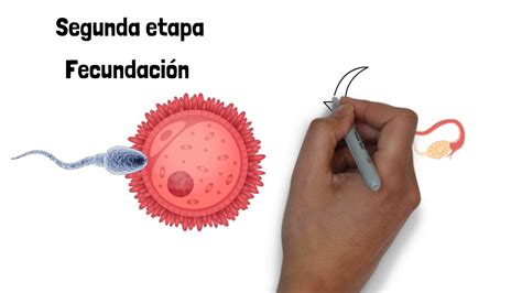 Las 4 etapas de la reproducción humana YouTube