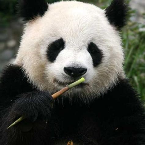 Brigg Borke Töten informacion sobre los pandas Idiom Anfrage Verwischen