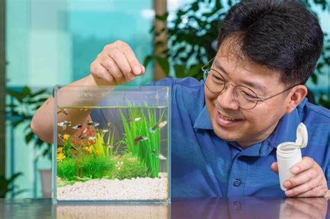 Peixes de aquário quais os cuidados e as melhores espécies