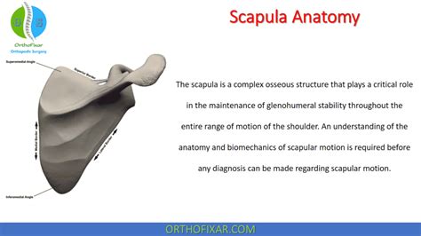 Scapula Anatomy OrthoFixar 2025