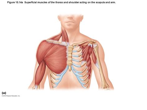 Muscles Of The Thorax And Shoulder Acting On The Scapula And Arm