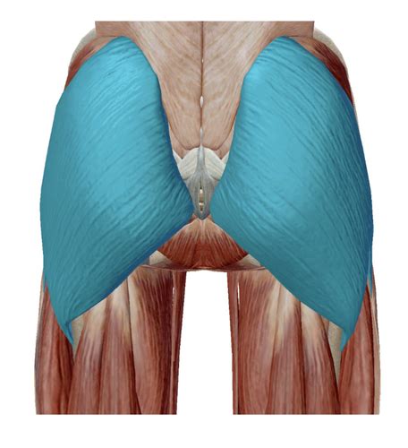 Muscles Of Pelvis O I A Mblex Flashcards Quizlet