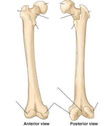 Femur Labeling Diagram Quizlet