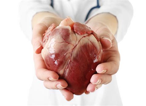 The Structure Of The Human Heart And Its Functions Valves Chambers
