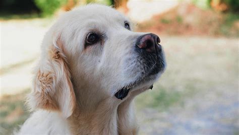 Verano Brianza Un Uomo Viene Investito Da Un Auto Il Suo Cane Torna A