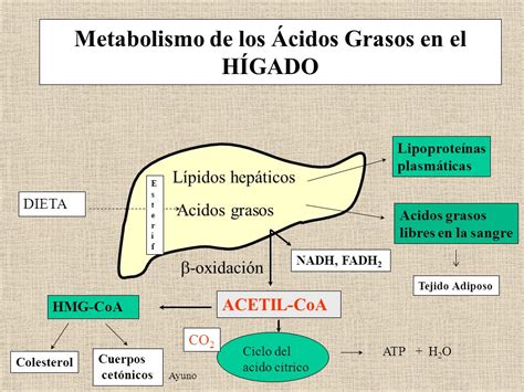 Metabolismo De Las Grasas