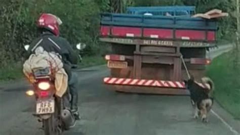 Caminhoneiro é preso ao trafegar por estrada cachorro amarrado no