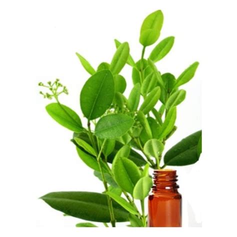 L huile de Ravintsara le médicment naturel de Madagascar