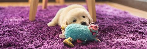 Consejos Esenciales Para Adoptar Un Cachorro
