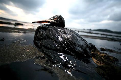 Derrame De Petr Leo En Ventanilla Consecuencias En El Medioambiente Y