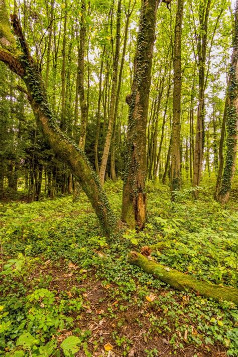 Free Images Sky Green Tree Woodland Vegetation Ecosystem Grove