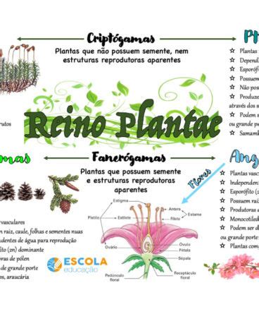 Mapa Mental Reino Plantae Tudo Sobre Mapa Mental Reino Plantae
