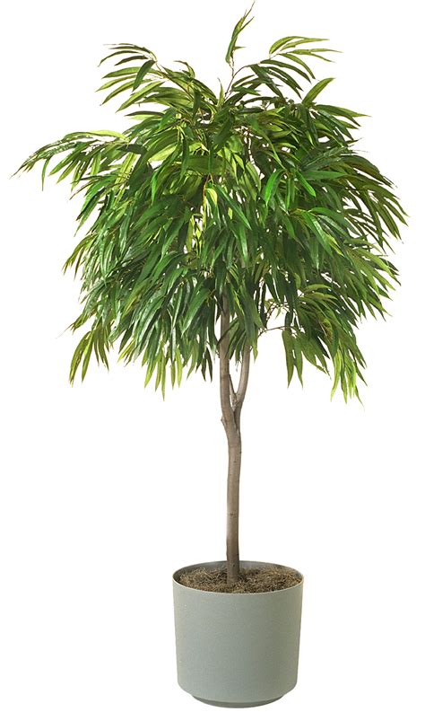 Plante Png