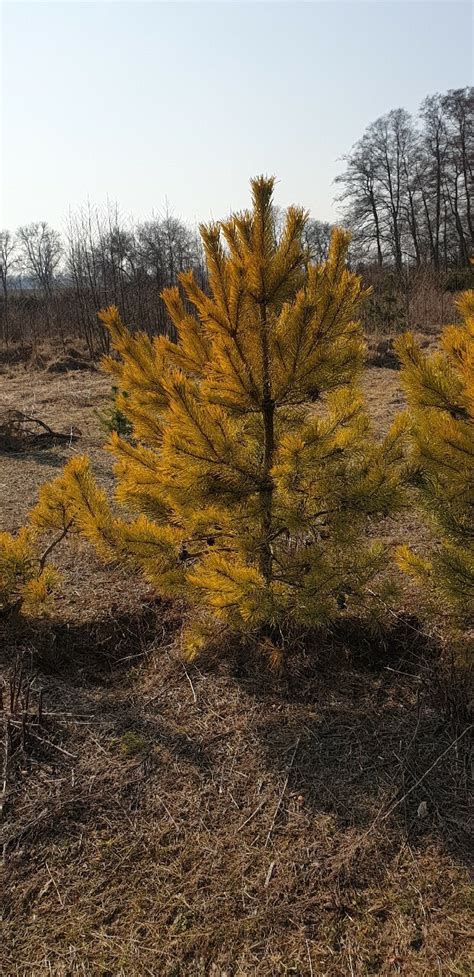Sosna Pospolita Pinus Odmiana Aurea Strob W Og Oszenie Na Allegro
