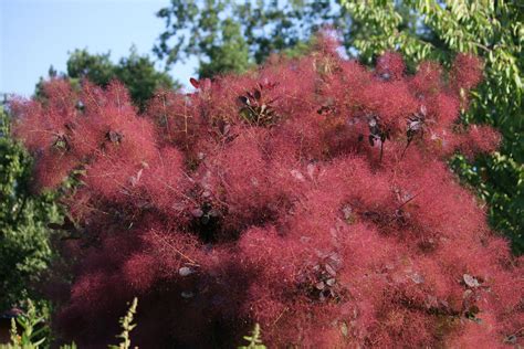 Smoke Bush Care And Growing Guide