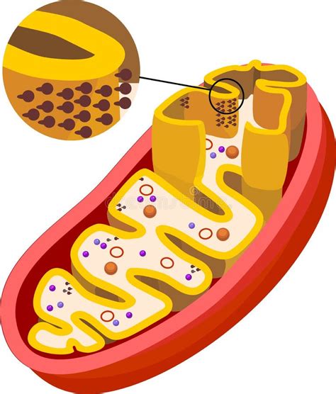 Structure Mitochondriale Avec Atp Synthase Sur Membrane Interne
