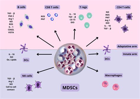 Frontiers Myeloid Derived Suppressor Cells And Vaccination Against