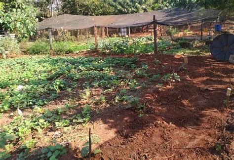 PMA Autua Infrator Em R 5 Mil Por Invadir E Construir Casa Em Reserva