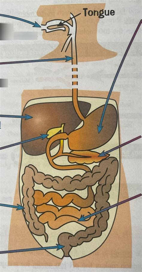 Biology Alimentary Canal Diagram Diagram Quizlet