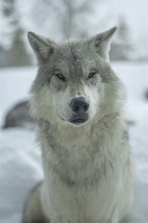 Beautiful Gray Wolves West Yellowstone Montana Winter Snow Flickr