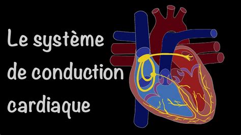 Le système de conduction cardiaque La symphonie électrique du cœur