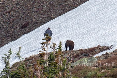 Hiker Oblivious To Grizzly Bear In Close Pursuit For The Win