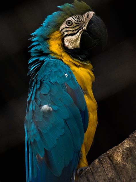 Papagei Vogel Sitzend Kostenloses Foto Auf Pixabay Pixabay