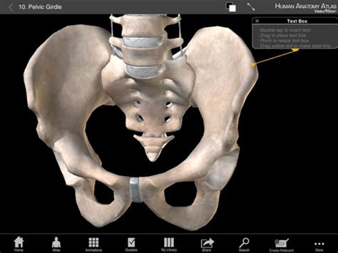 Anatomy Pelvic Girdle Flashcards Quizlet