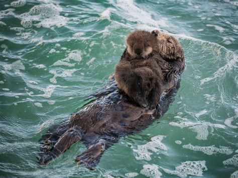 Newborn Sea Otter Pup Bonds With Mother In Adorable Photos Abc News