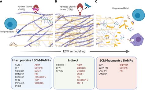 Frontiers Immunomodulatory Role Of The Extracellular Matrix Within