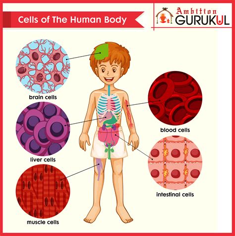 How Many Cells Are In The Human Body